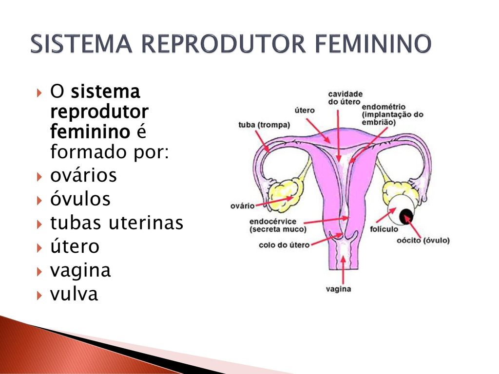 Sistemas Reprodutores Feminino E Masculino Ppt Carregar