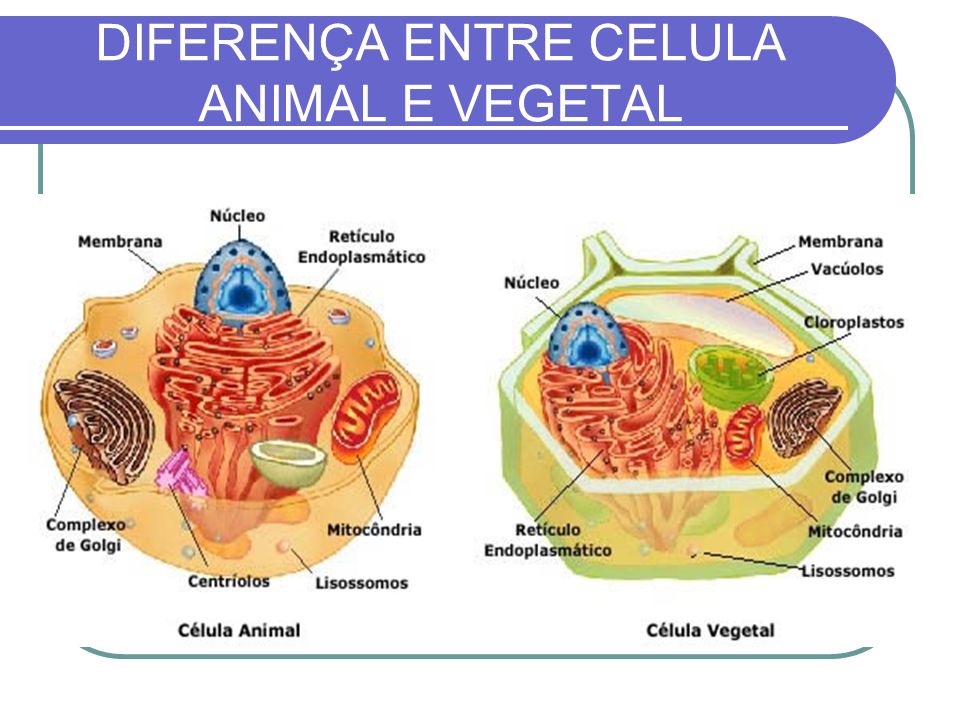 Diferenca Da Celula Animal E Vegetal Diferenca Da Celula Animal E Vegetal